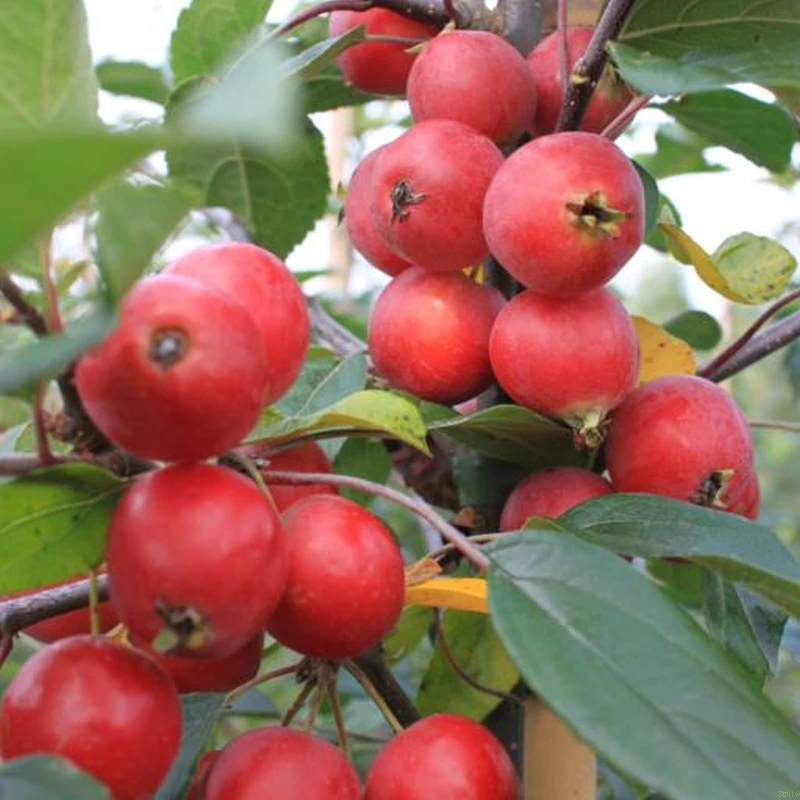 Malus 'Gorgeous' (PARADISÆBLE)